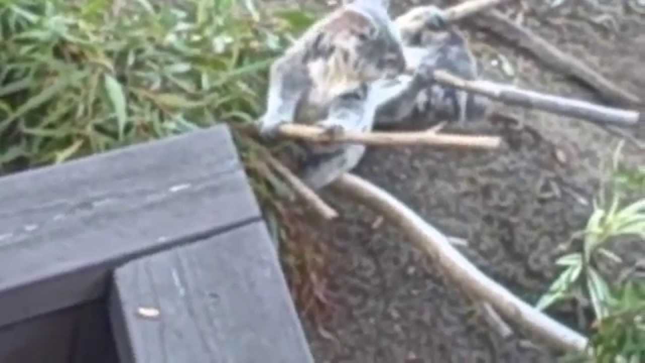 Two Cute Koalas Take Down A Tree - YouTube
