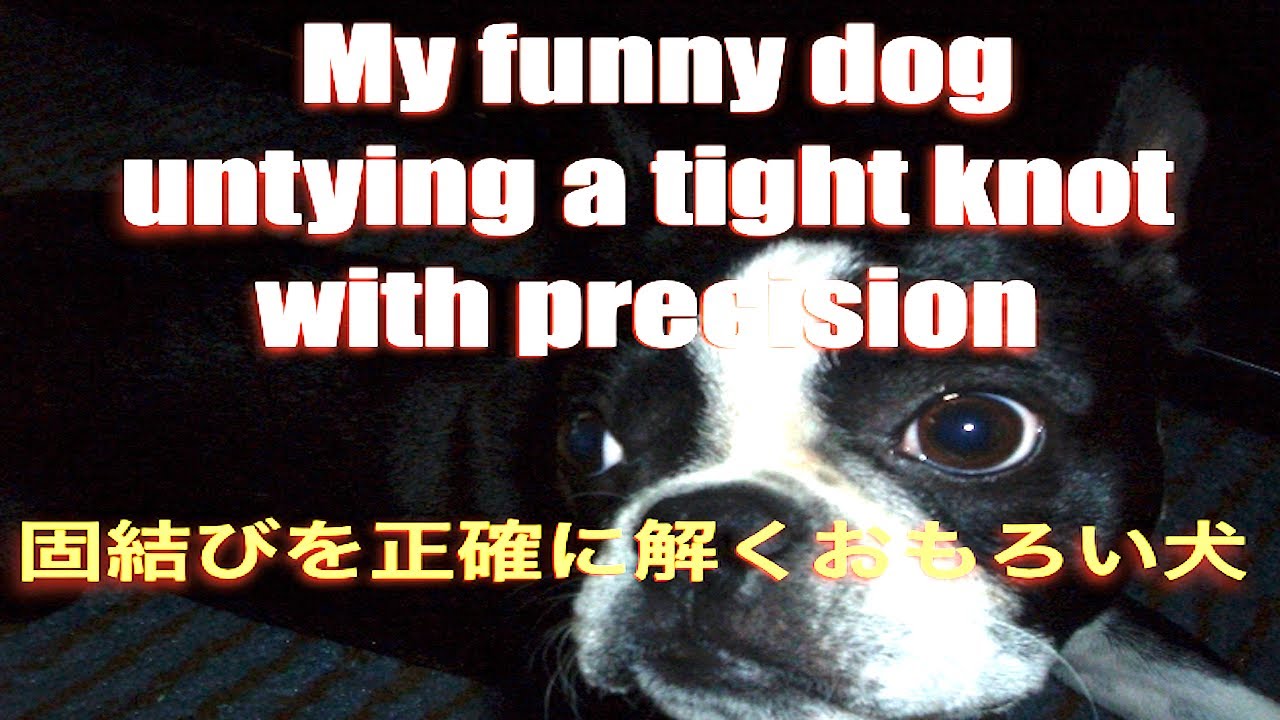 My funny dog untying a tight knot with precision 固結びを正確に解くおもろい犬 - YouTube