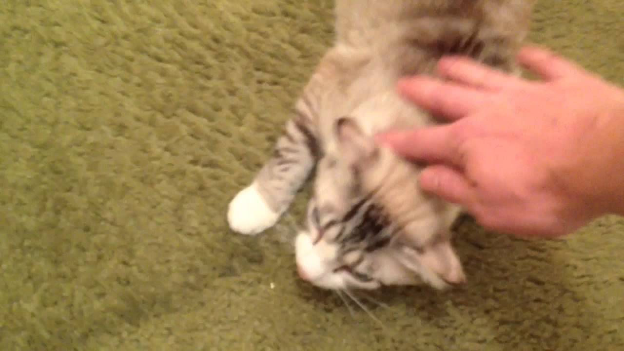 Hissing cat compilation - YouTube