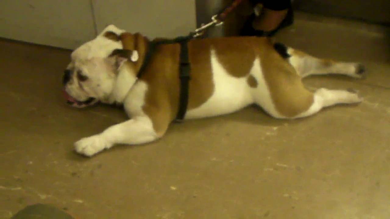 Justice Bulldog in Subway Train - YouTube