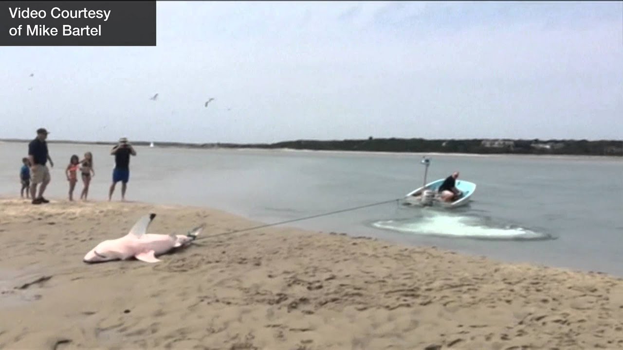 Stranded shark rescued from Massachusetts beach - YouTube