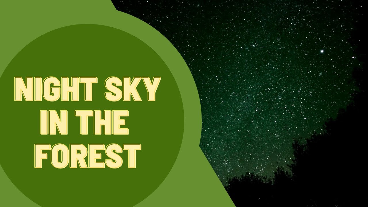 3 HOURS OF NIGHT IN FOREST ASMR - Crickets and wind - YouTube