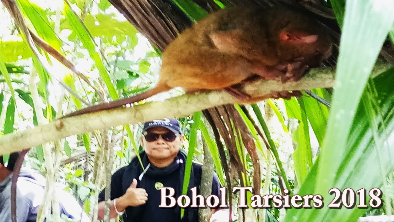 BOHOL MONKEY 2018 - YouTube