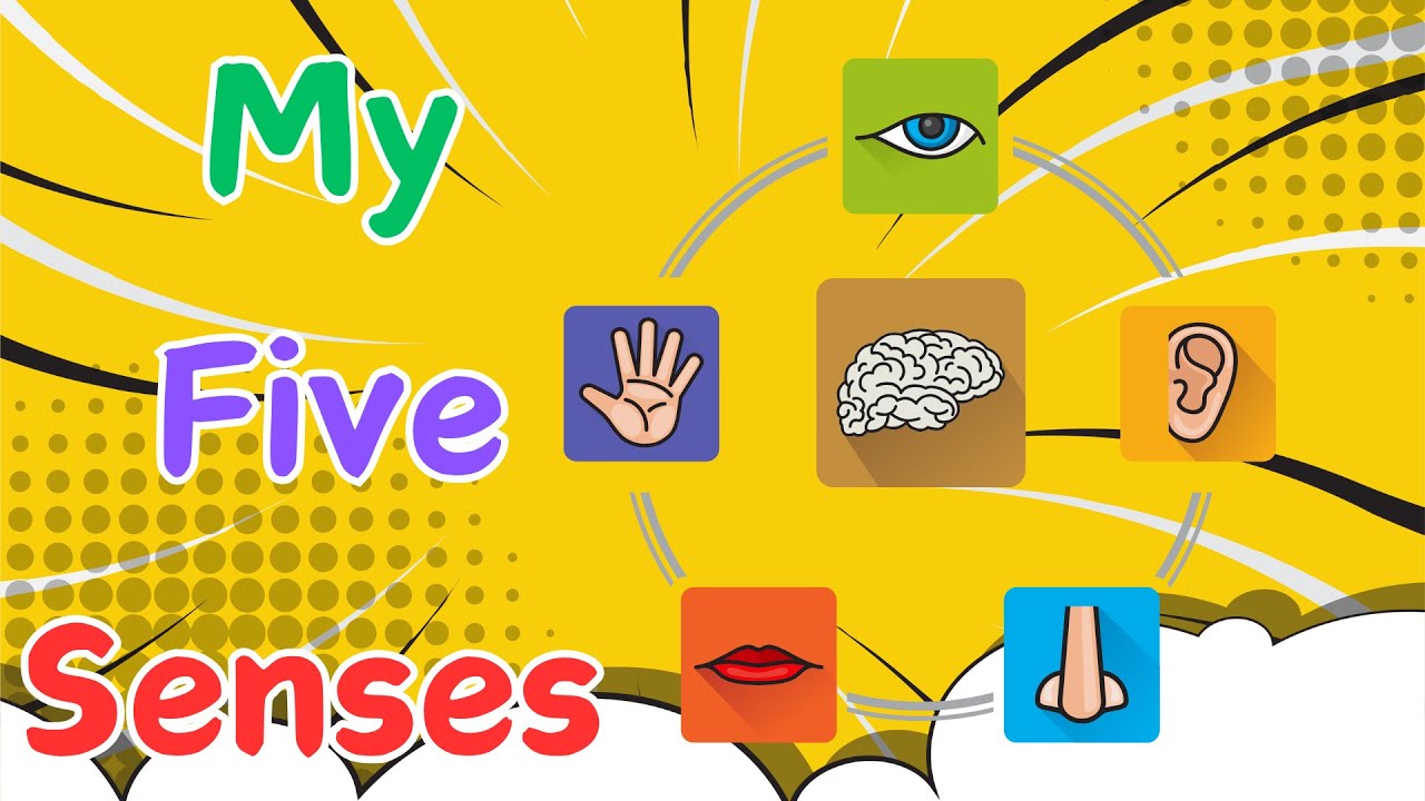 The Five Senses | Tiny Tutors | Educational Videos For Kids - YouTube