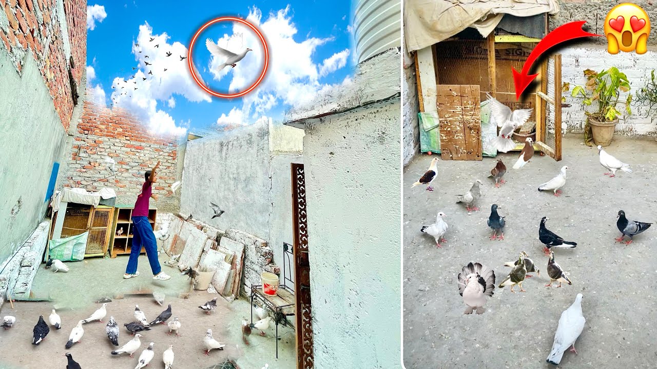 White punjabi kabooter akar lag gyaa 😍|| try to catch pigeon ️ - YouTube