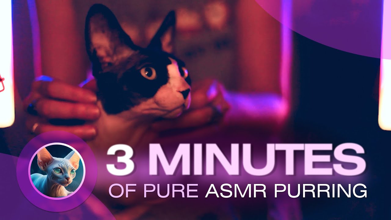 Get a quick relaxation with these 3 minutes of pure purring.🌿🌟 - YouTube