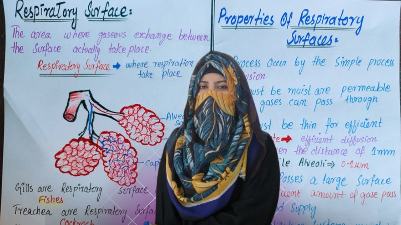 Respiratory Surface |Properties Of Respiratory Surface|MDCAT Series ...