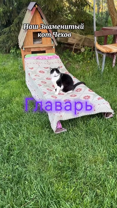 Местная мафия Чехов #семья #кот #дом #животные #собаки #dog #cat #коты ...