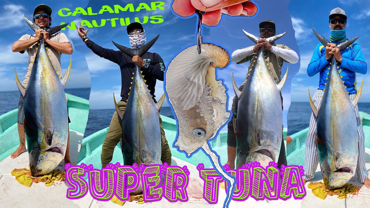Pescando ATUNES GIGANTES con CALAMAR VIVO. - YouTube