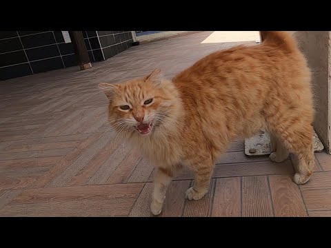 Cleo cat gets upset and offended at me if I pet another cat - YouTube
