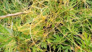 Capital Naturalist: Dodder