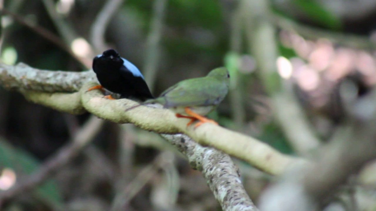 long tail manakin(Chiroxiphia linearis) mating - YouTube