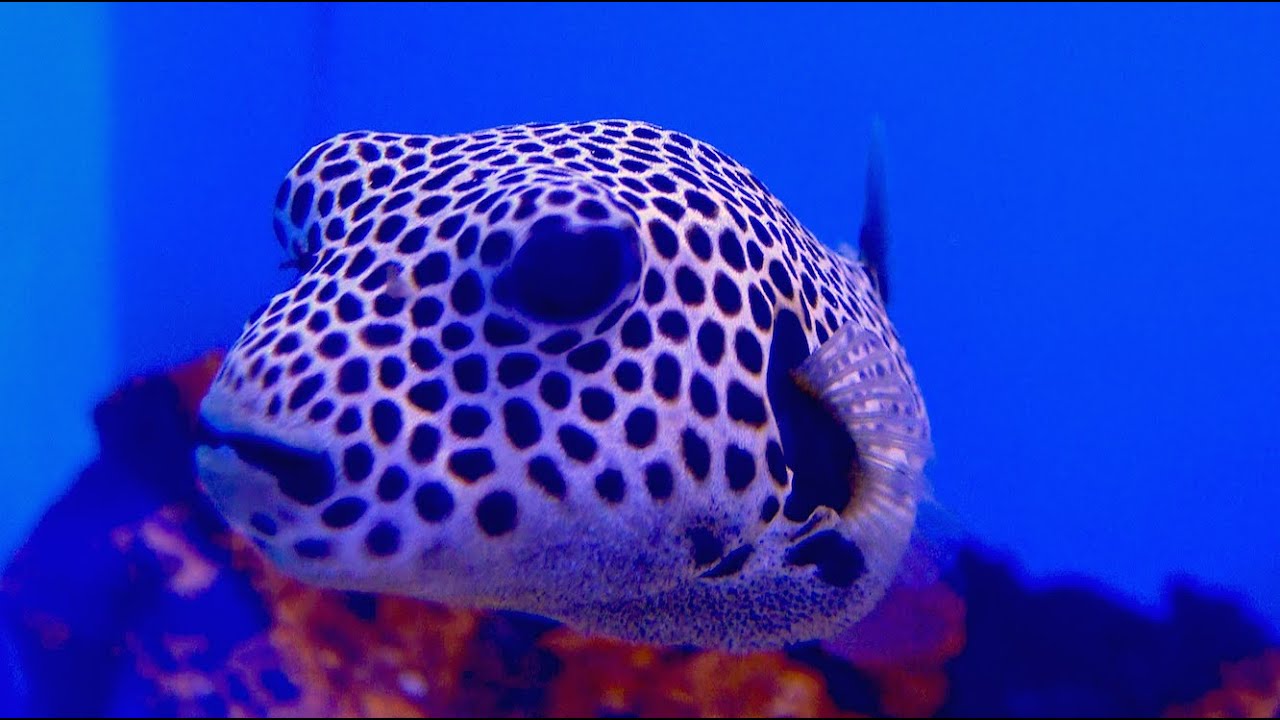 Rare Saltwater Fish @ Reef Lounge! (New Shipment: July '22) - YouTube