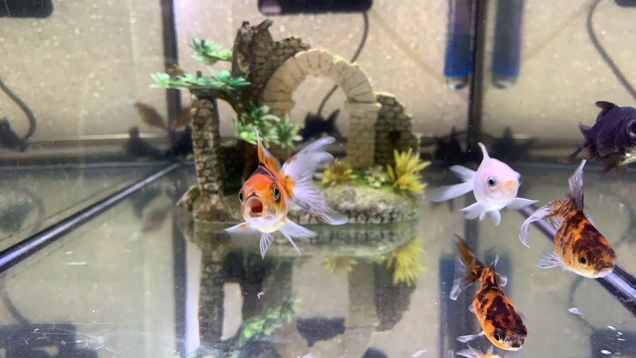🔴 Live JT Keeping Fish // Goldfish Tank Watch! 🔴 - YouTube