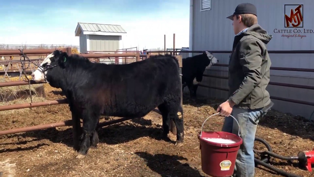 How to wash show cattle - pt 3 - YouTube