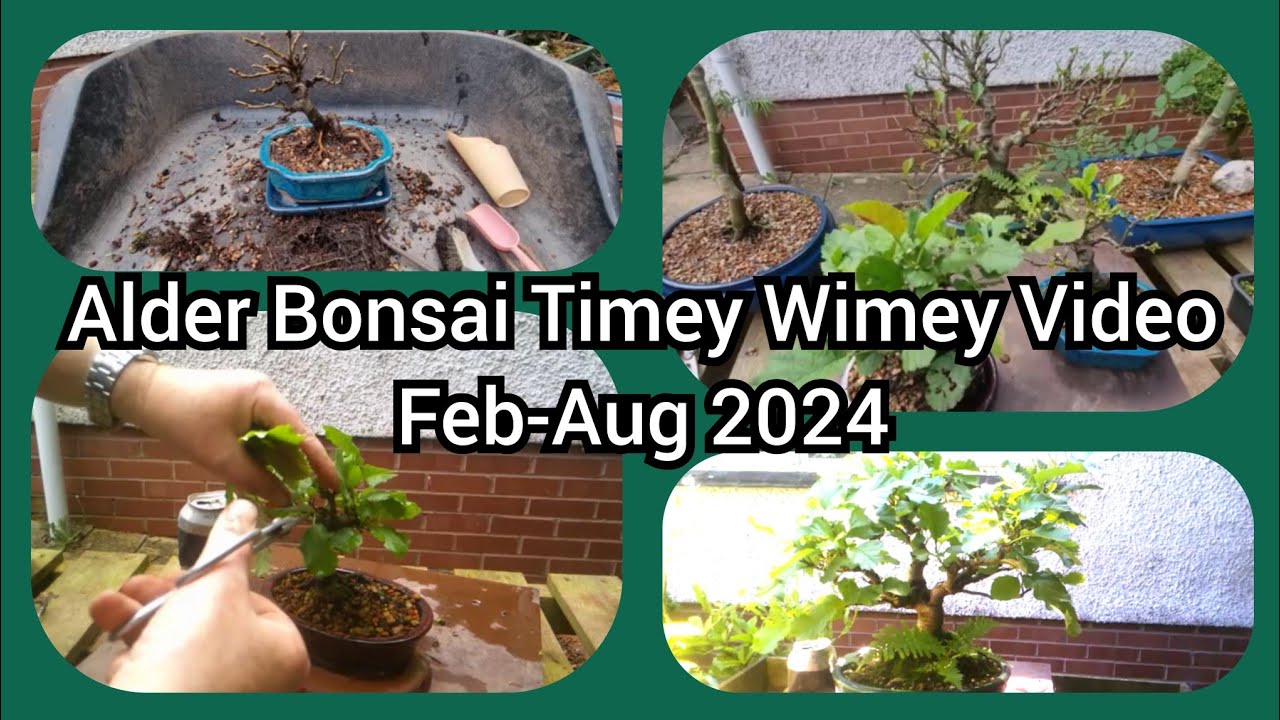 Alder Bonsai Timey Wimey Video Feb Aug 2024 - YouTube