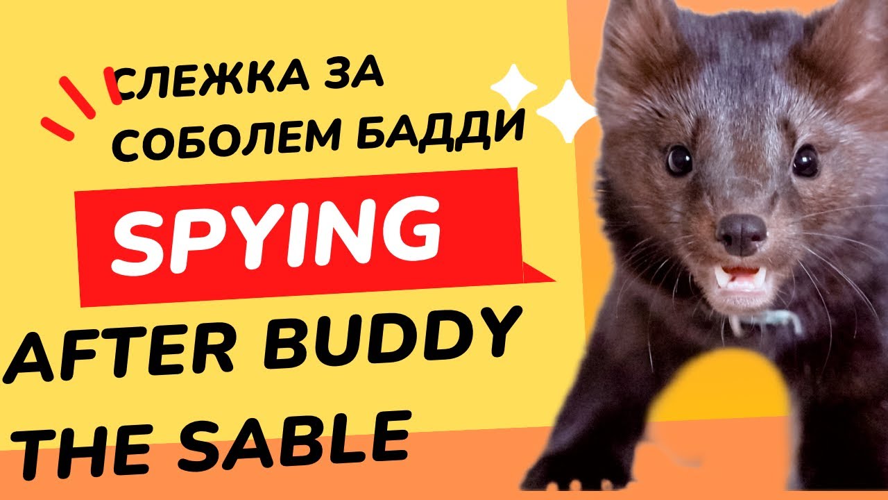 Secret Buddy’s life (from his room camera) - YouTube