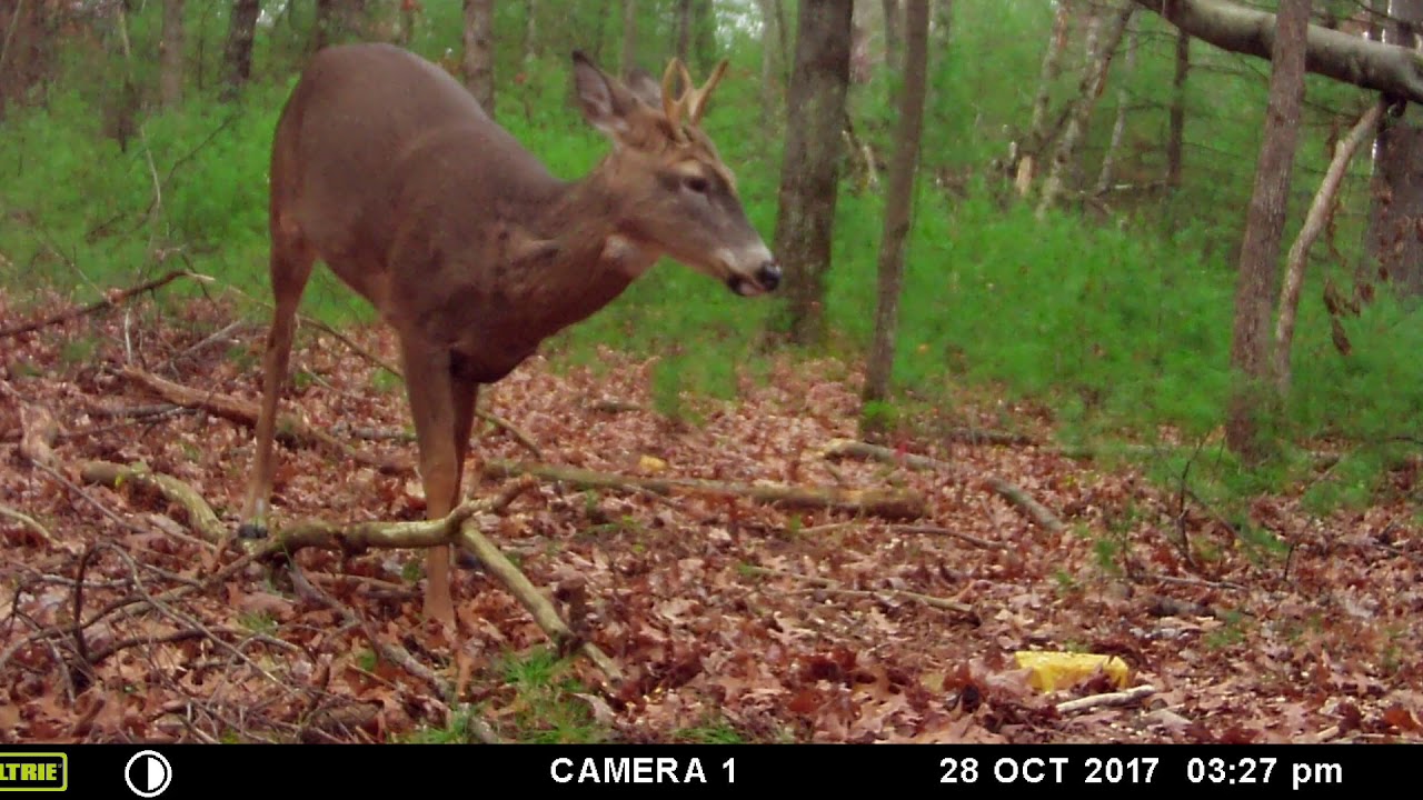 Monroe County WI, Public Land Deer Hunting (10-28-17) - YouTube
