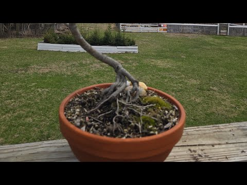 Bonsai Setup for Spring - White Pine Forest Repot - YouTube