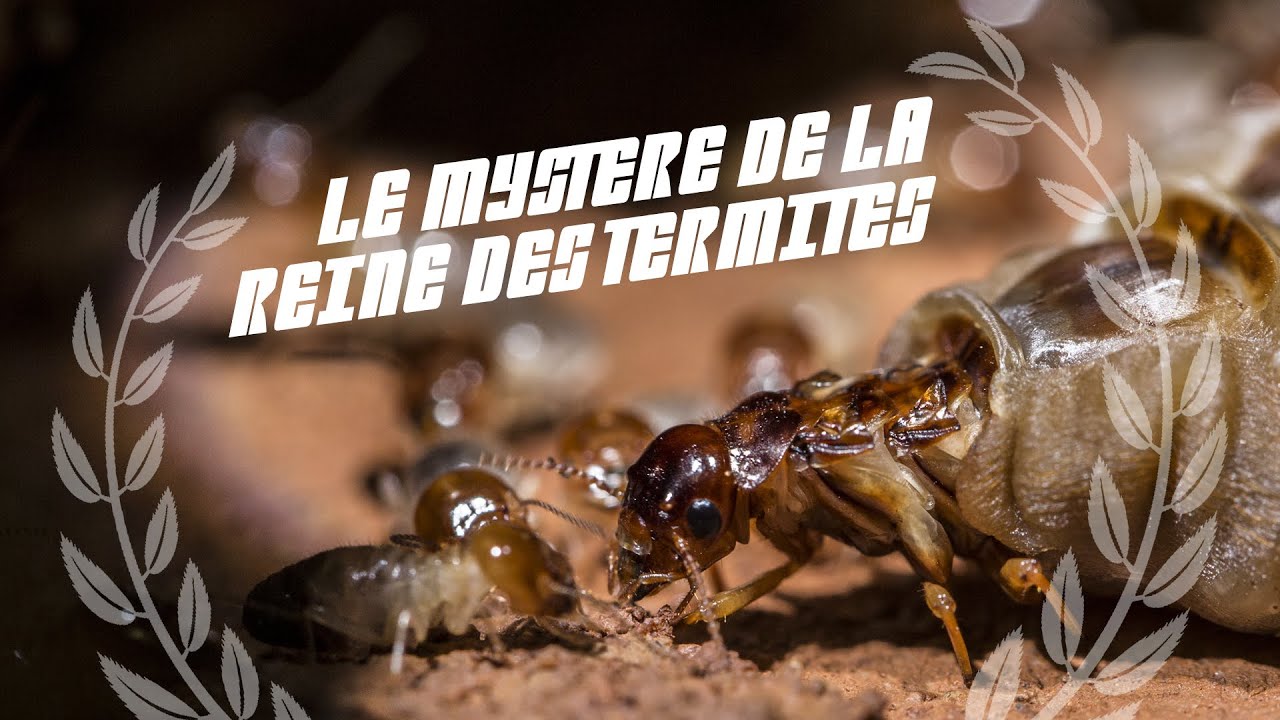 Le mystère de la reine des termites | #BA2Sc #12 - YouTube