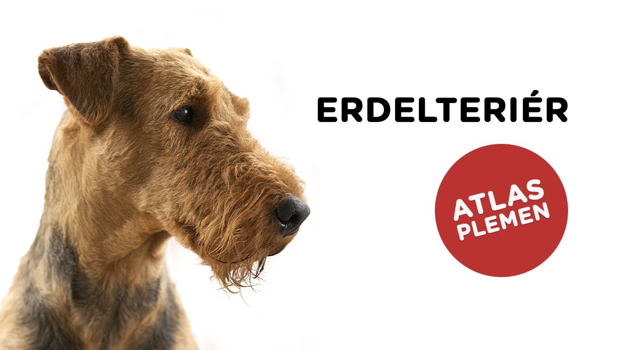 🐶 Erdelteriér - Atlas plemen - Tlapka TV - YouTube