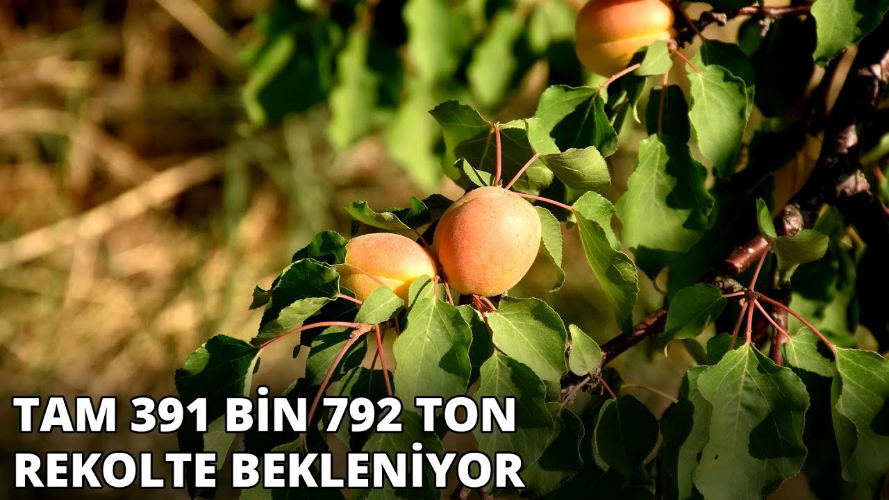 Dünyanın birçok ülkesine ihraç ediliyor... Tam 391 bin 792 ton rekolte ...