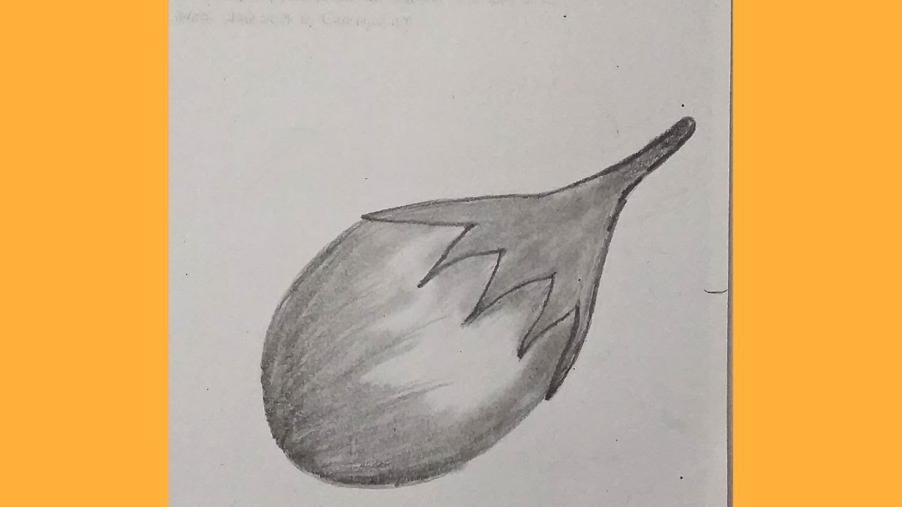 How to draw brinjal step by step/brinjal drawing pencil shading - YouTube
