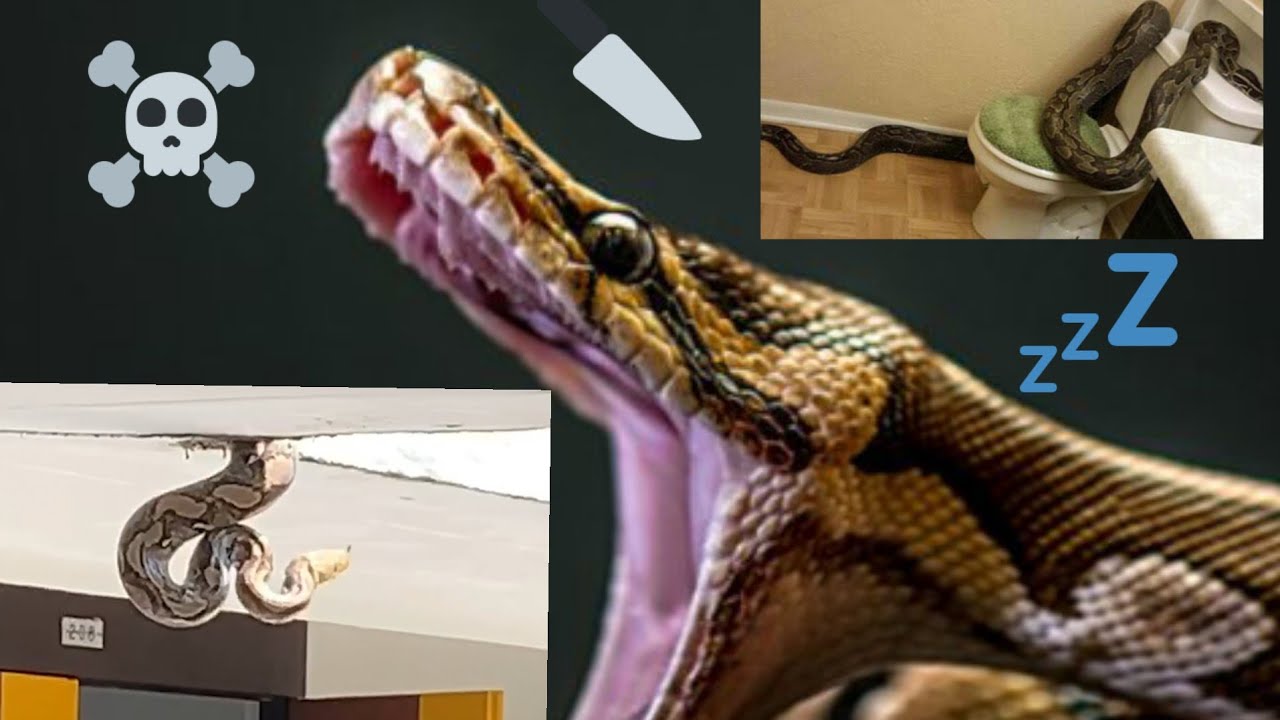 Python smashes through toilet ceiling at restaurant in Thailand - YouTube