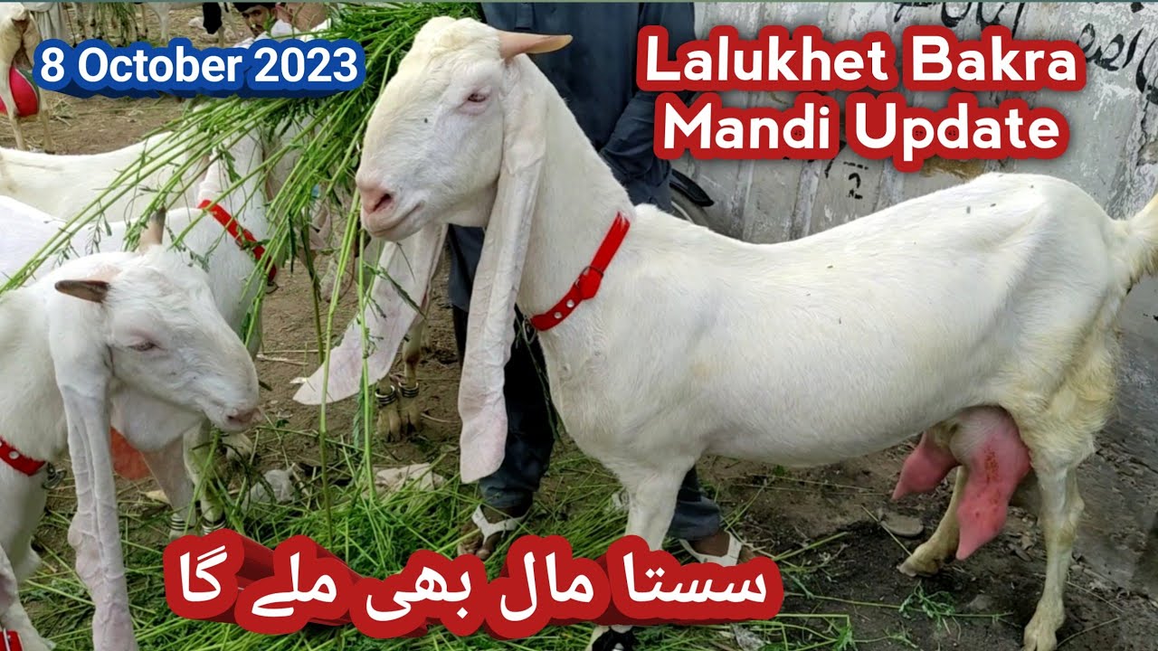 Lalukhet bakra mandi latest update | Bacchon wali bakri | 8-Oct-2023 ...