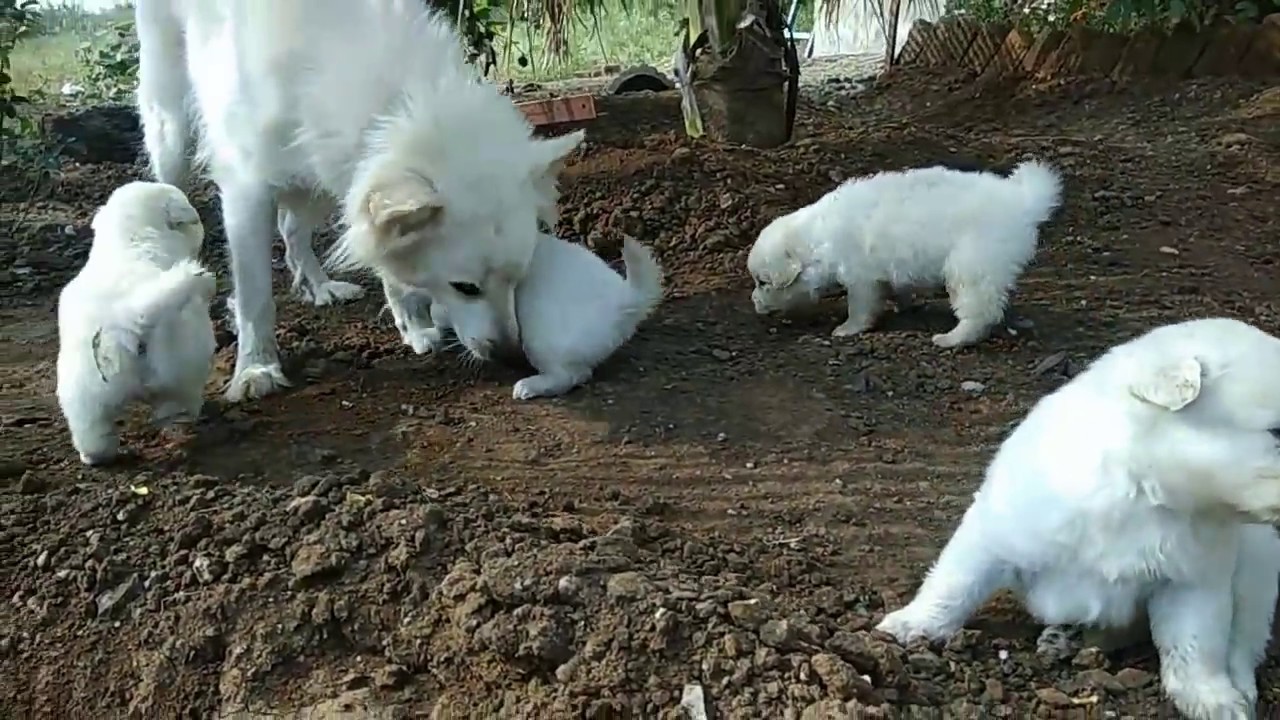 ARM Dog Kennel : Show Quality Pamerian Puppies Available For Sale ...