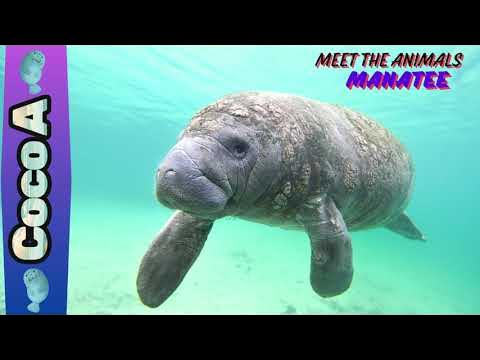 Meet the Animals | The Gentle Giants of the Water | Manatees🦭🦭 - YouTube