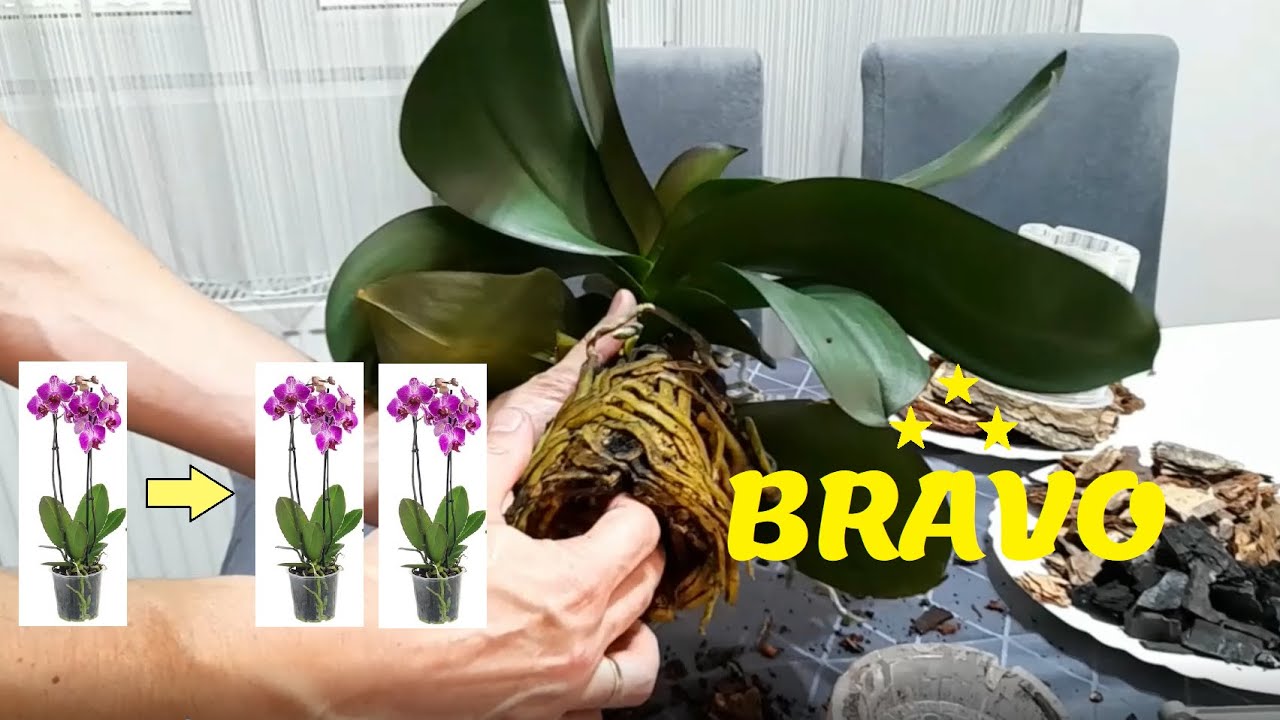 Razmnozavanje orhideja Phalaenopsis - podeliti orhideju - YouTube