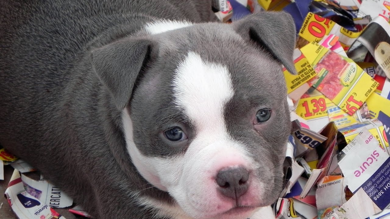 American bully original natural selection - YouTube