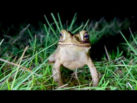 Handsome Toad - YouTube
