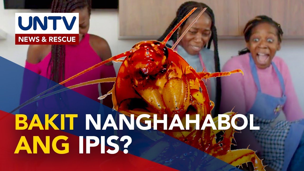 ALAMIN: Bakit nanghahabol ang mga ipis? - YouTube