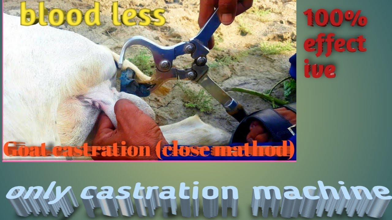How castration in male goat (close mathod)//bakre ko khasi karne ka tarika/goat castration ...