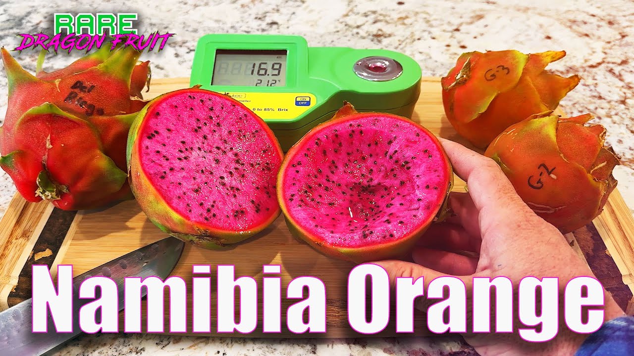 NAMIBIA ORANGE DRAGON FRUIT TASTE and REVIEW - YouTube