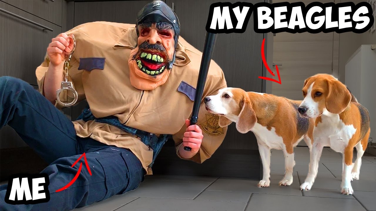 My Life with 2 Crazy Beagles! MADNESS! - YouTube