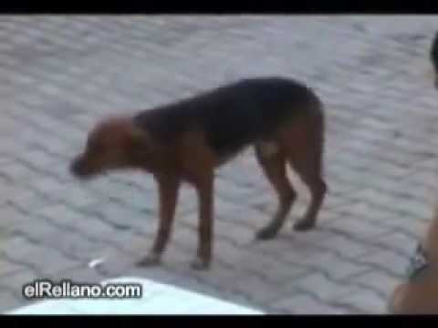 EGE'Lİ KÖPEK OYNAAPDURU :))…