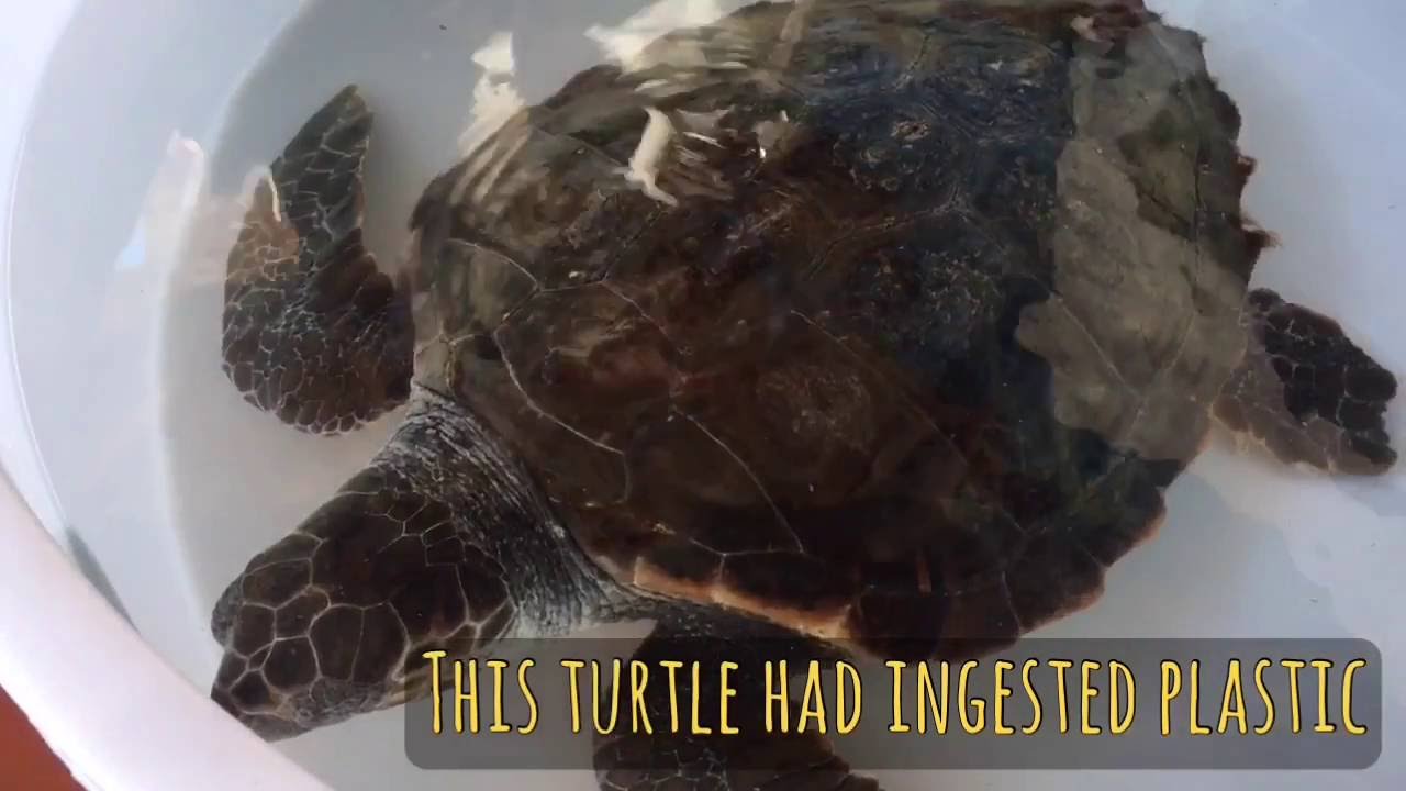 Rescued Turtle goes back Home after a plastic ingestion - YouTube