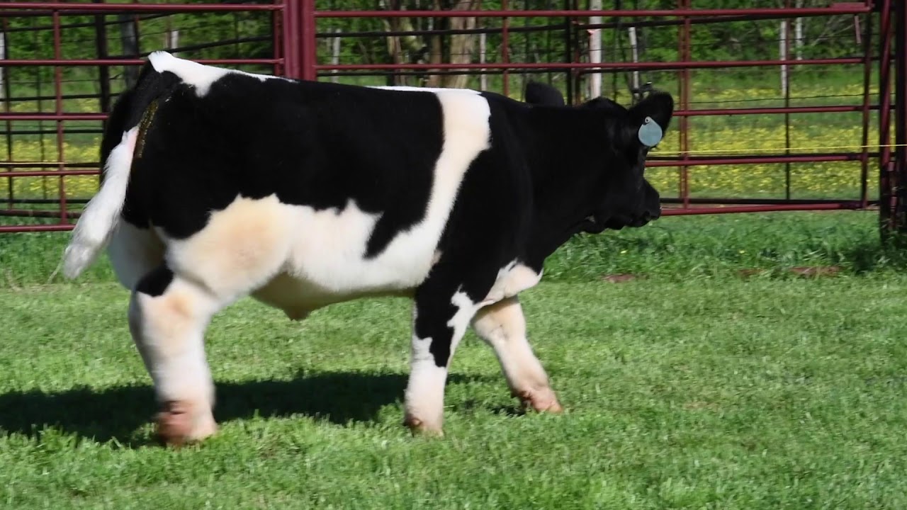 Seale Show Cattle 2020 Black and White Steer - YouTube