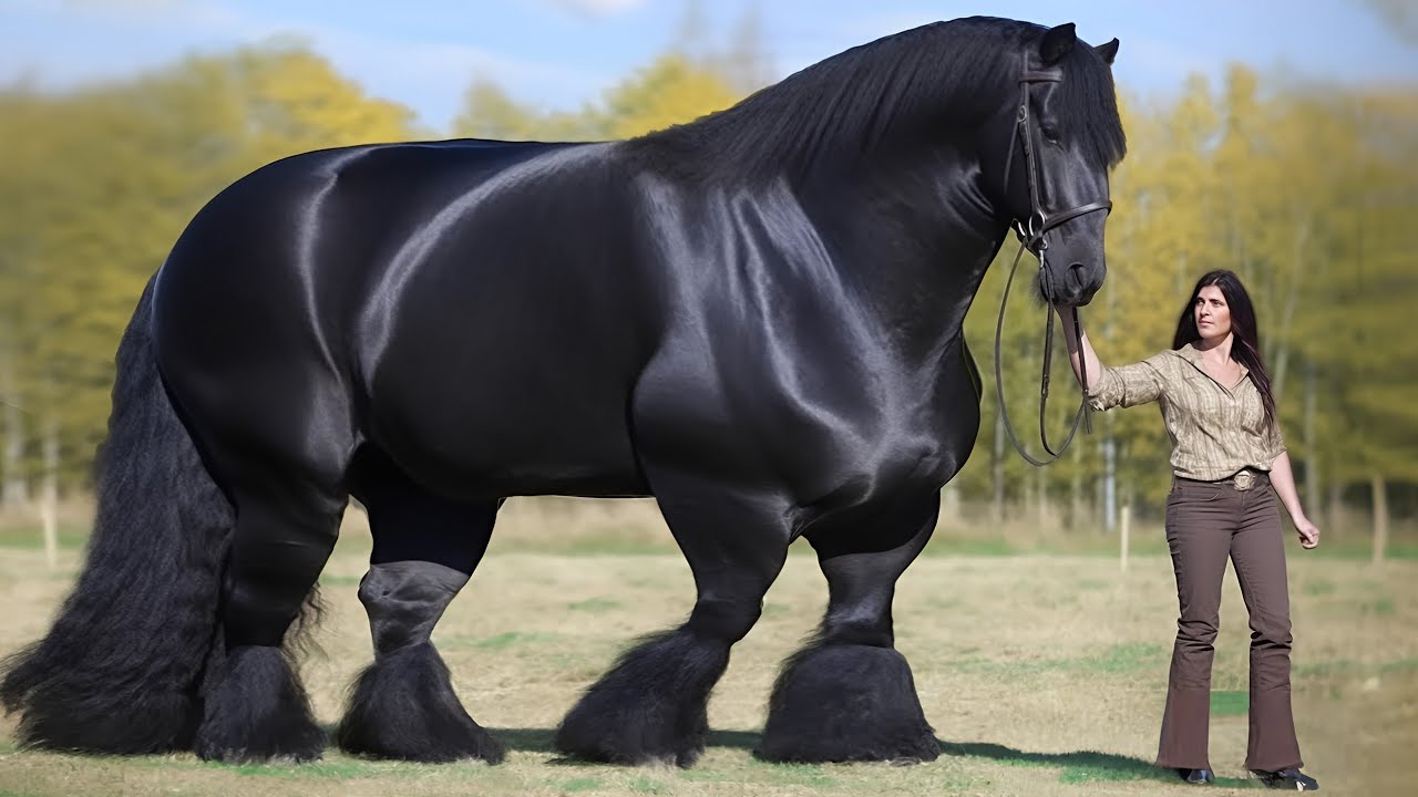 10 RAÇAS DE CAVALOS MAÍS BONITAS DO MUNDO! - YouTube