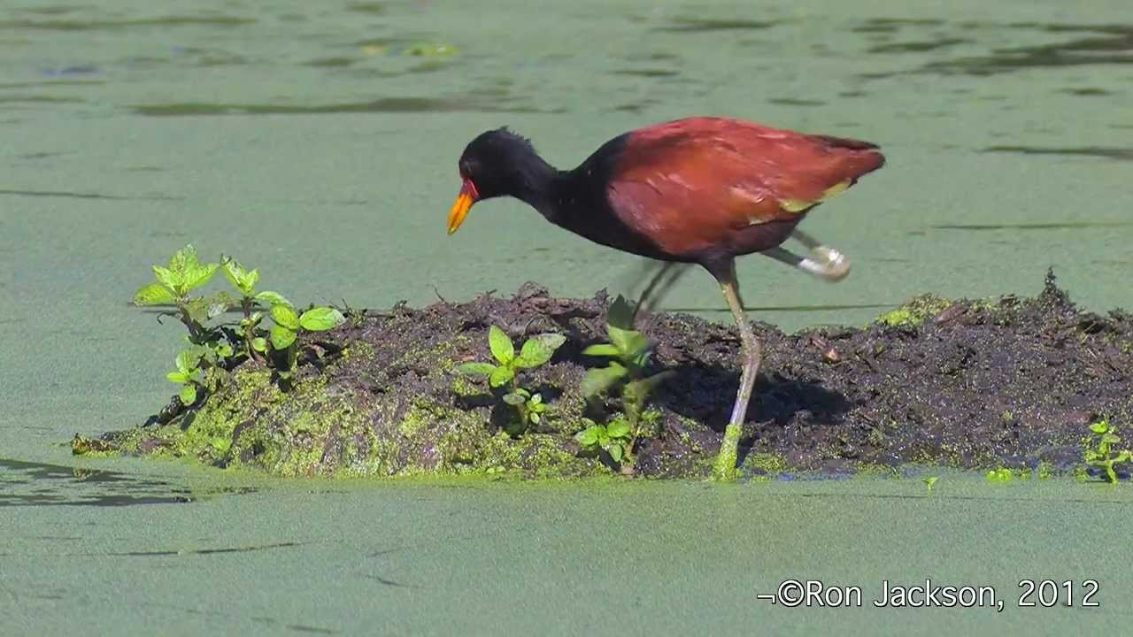 Wattled Jacanas ("Jacana") - Jacana jacana - YouTube