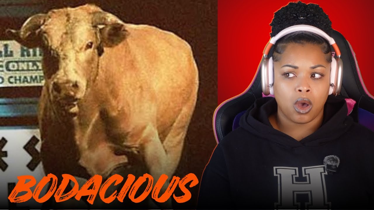 World's Most Dangerous Rodeo Bull - Bodacious 😳 Oh My !! - YouTube
