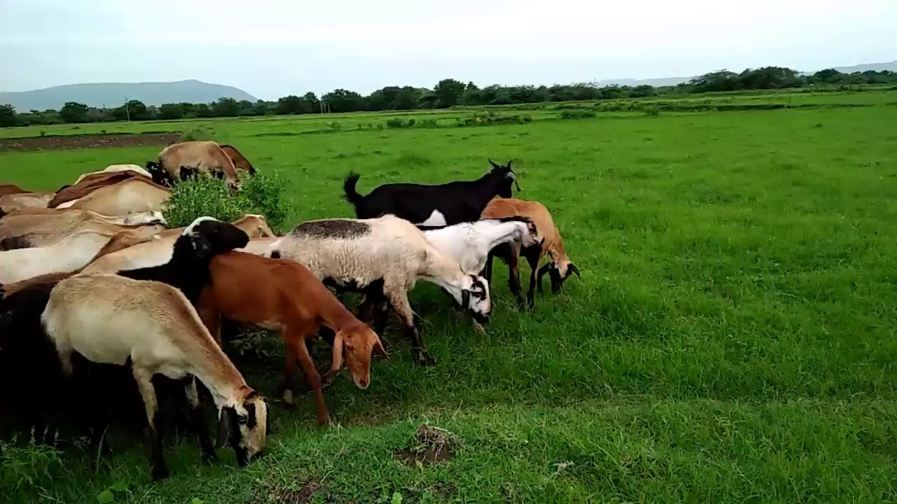 Sheep farm - YouTube