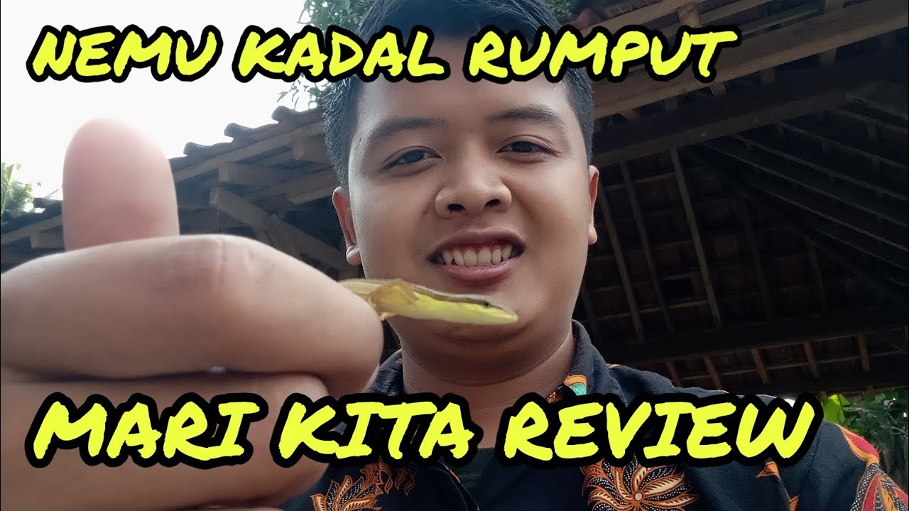 REVIEW KADAL RUMPUT (Takydromus sexlineatus) - YouTube