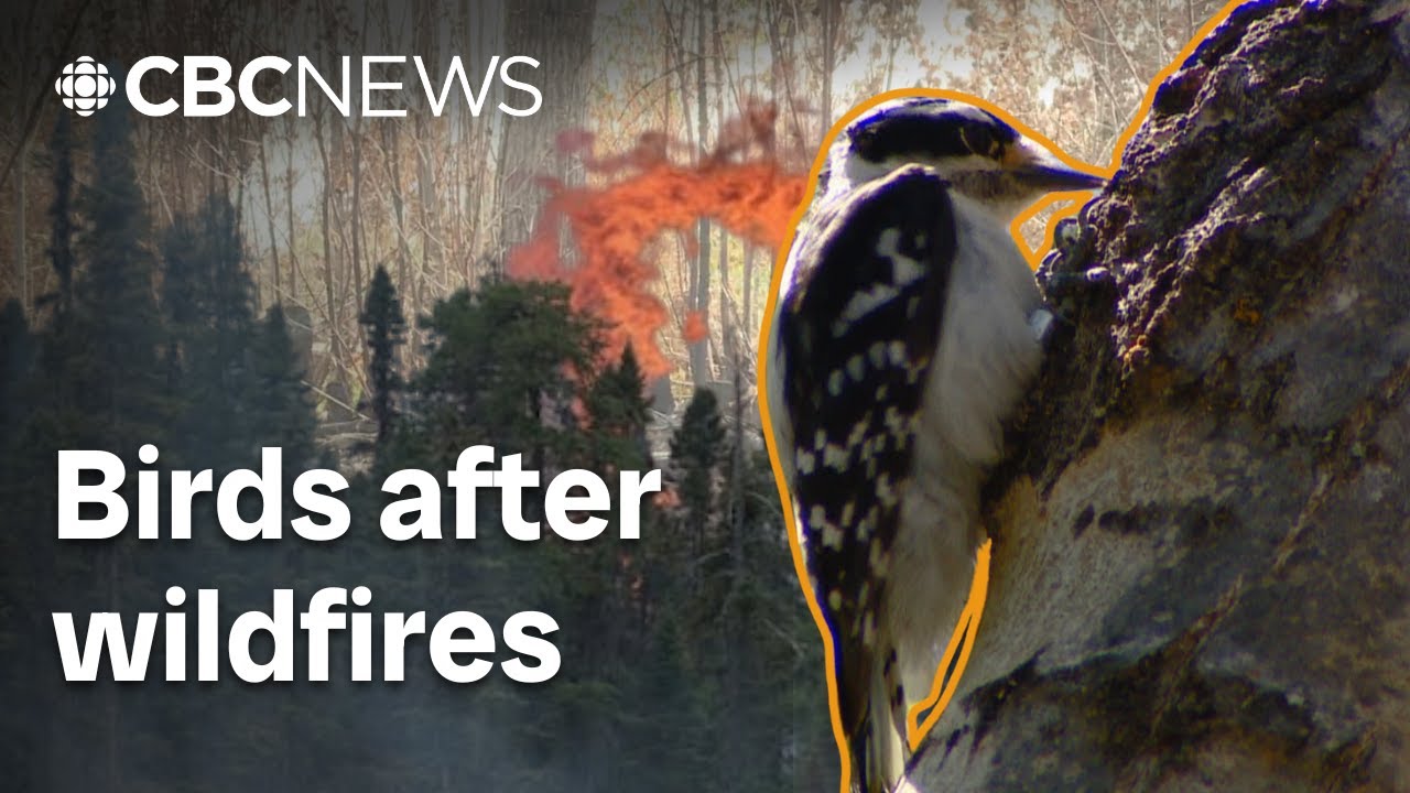 How a record wildfire season in N.B. is reshaping bird habitats - YouTube