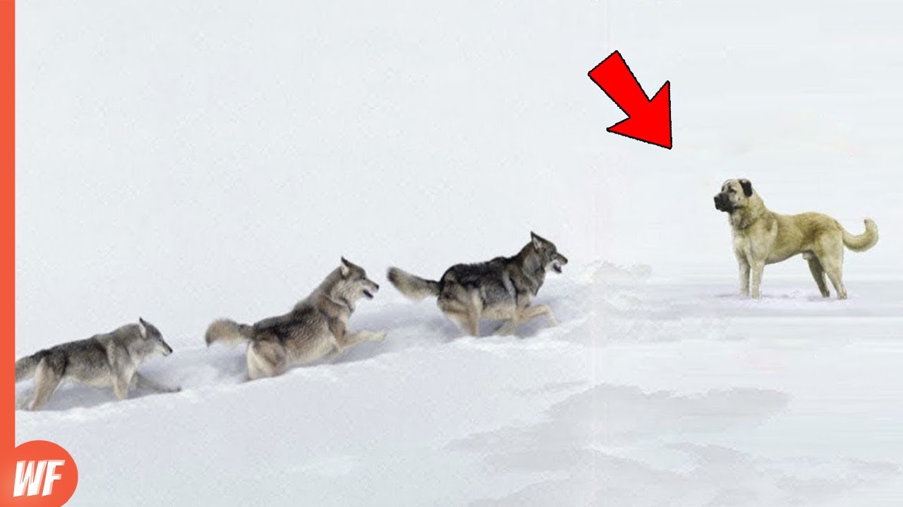 These Stupid Wolves Attacked the Wrong Dog..They Paid Heavy Price - YouTube