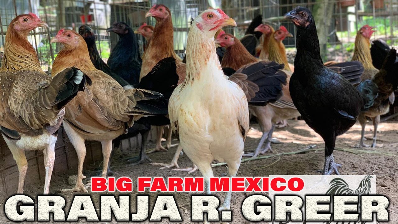 BIG FARM MEXICO !! Roberto Greer Garza Granja R. Greer - YouTube