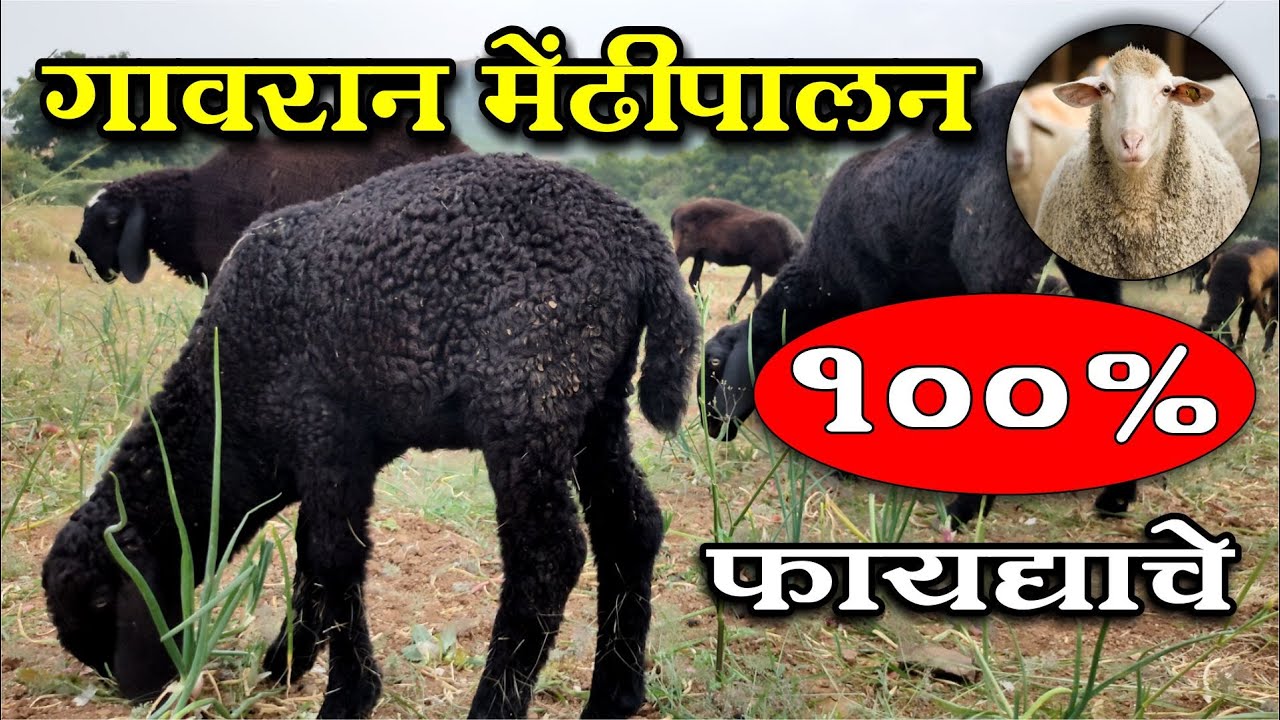 गावरान मेंढीपालन 100 % फायद्याचे | Gavran Mendhi palan Mahiti | मेंढीपालन व्यवसाय | Maze Ran ...